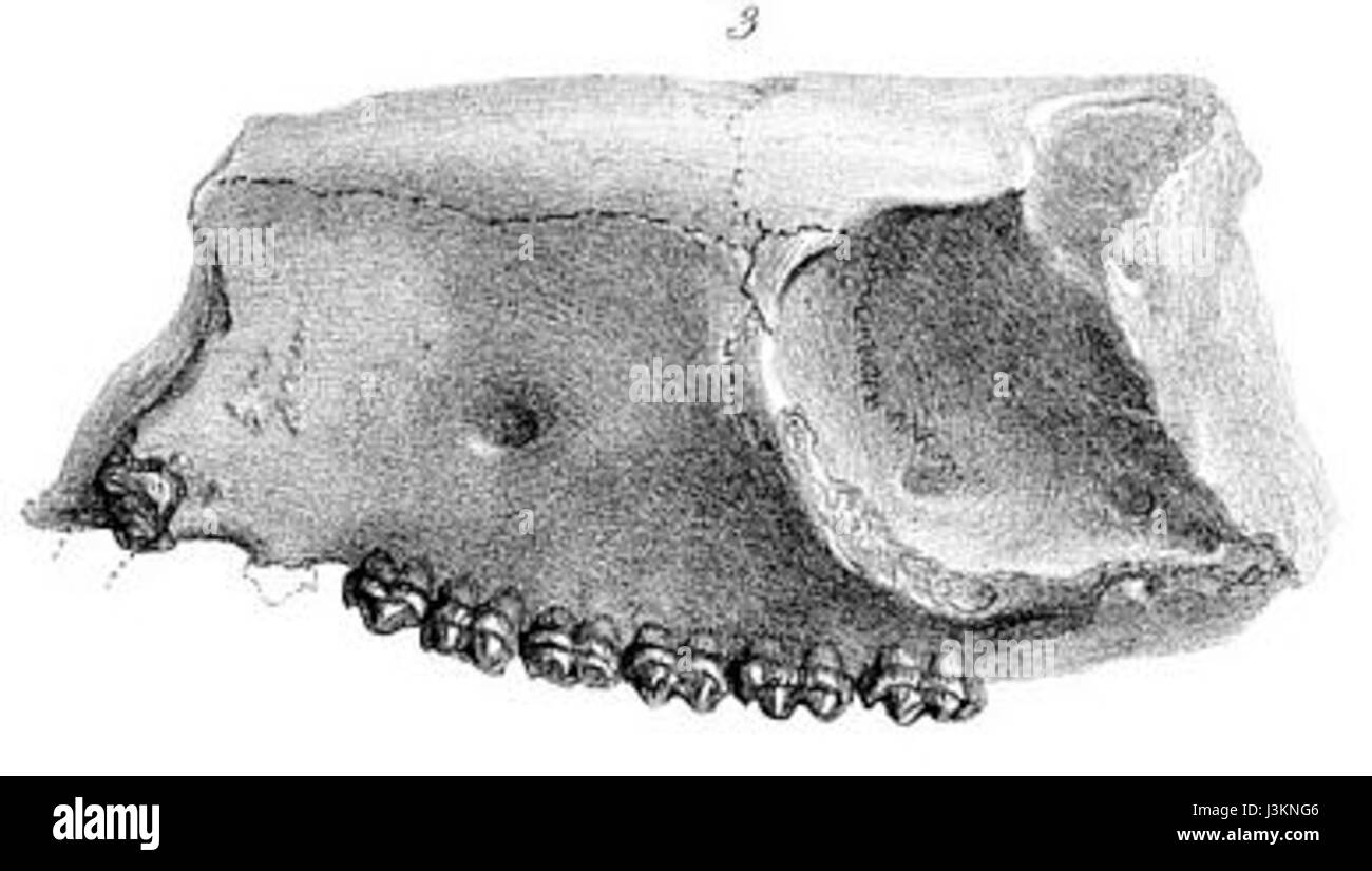 Prehistoric horse fossil Cut Out Stock Images & Pictures - Alamy