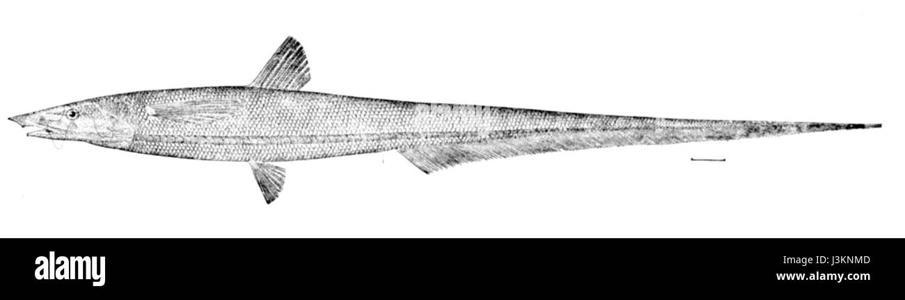 Fish lateral line pacific hi-res stock photography and images - Alamy