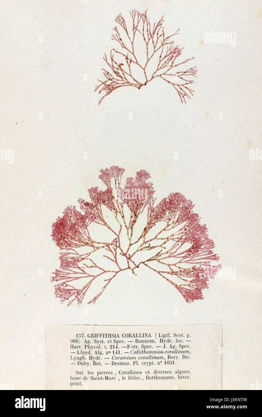 Griffithsia hi-res stock photography and images - Alamy