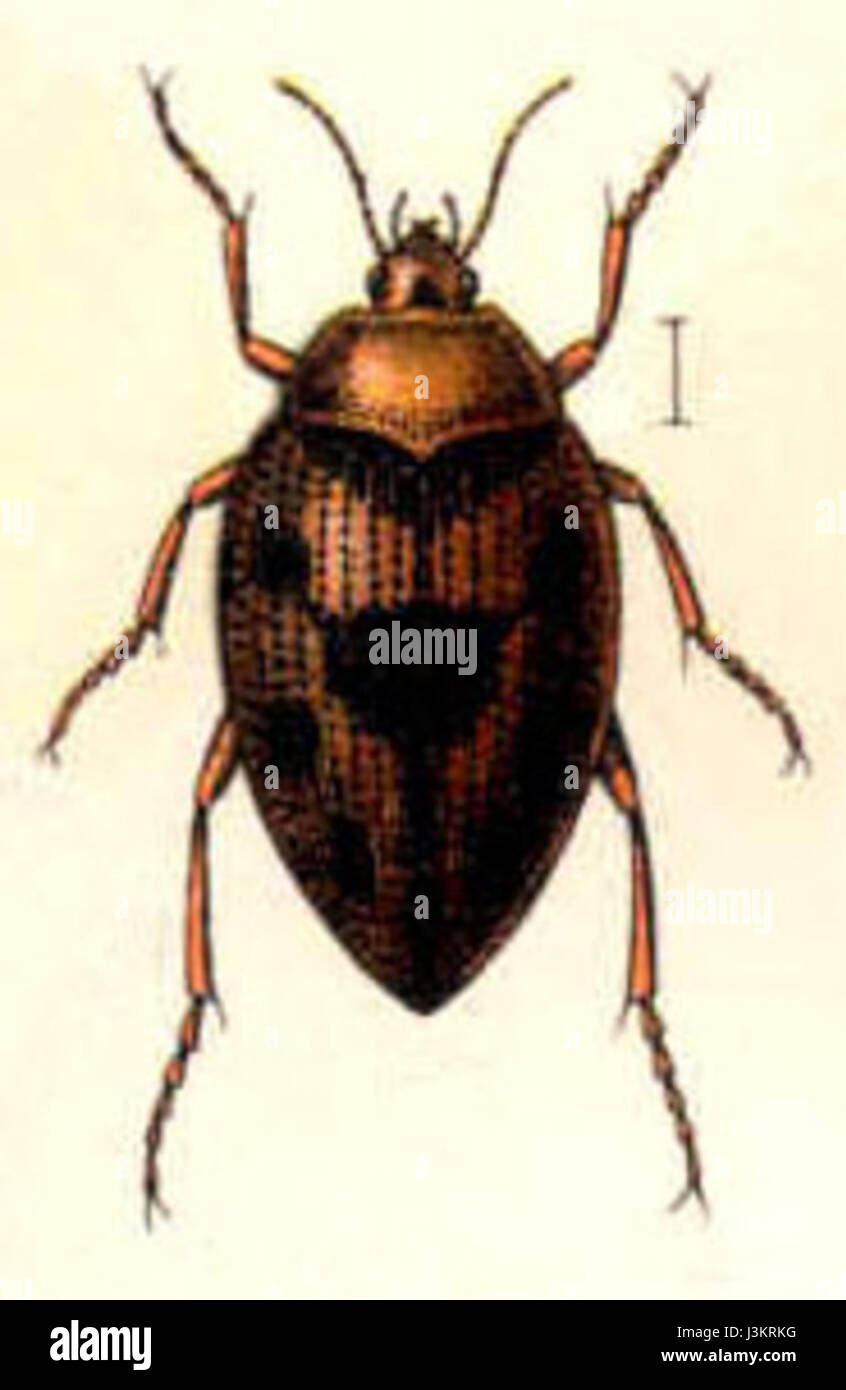 Haliplus flavicollis hi-res stock photography and images - Alamy