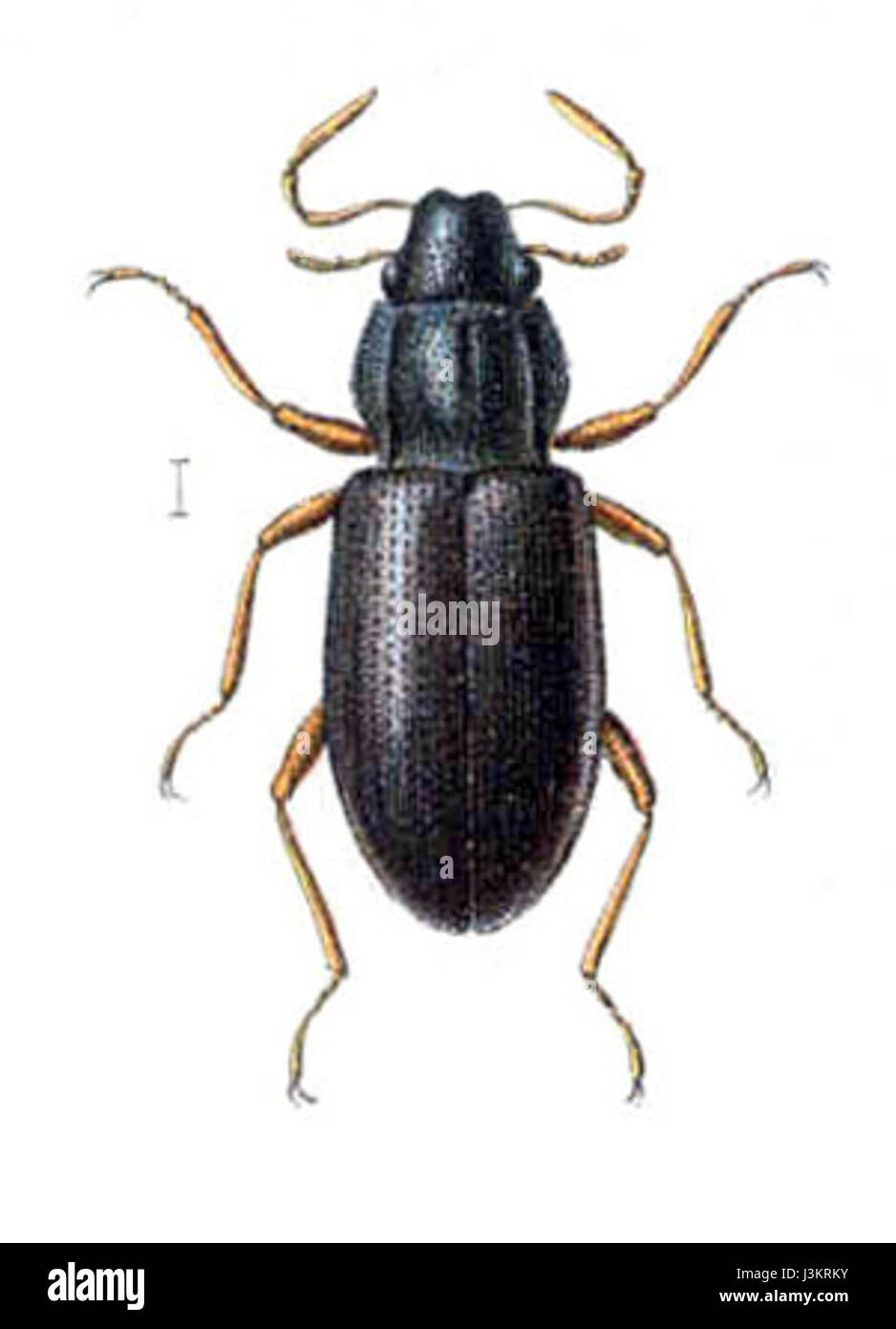 Hydraena hi-res stock photography and images - Alamy