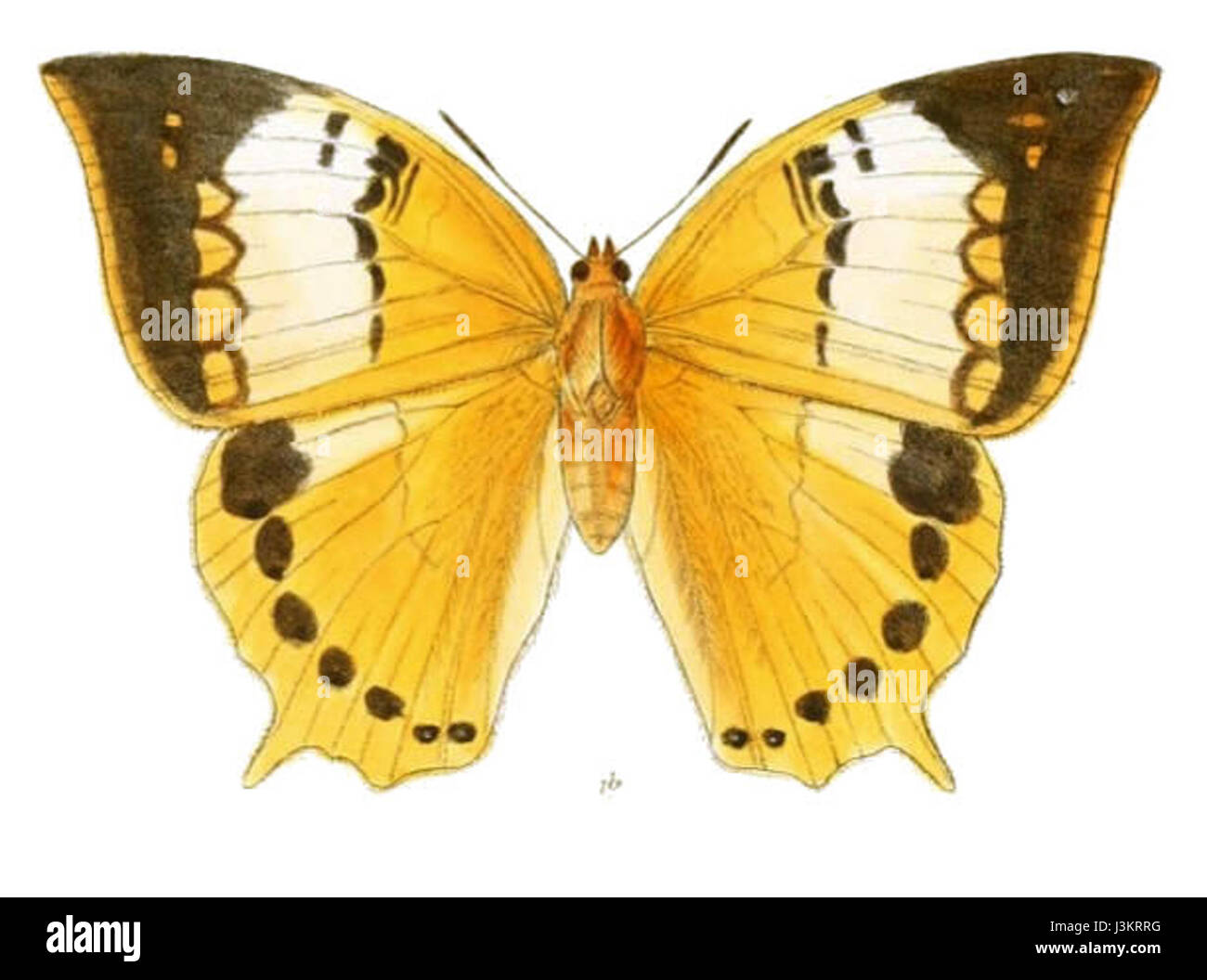 Plant species related Cut Out Stock Images & Pictures - Alamy