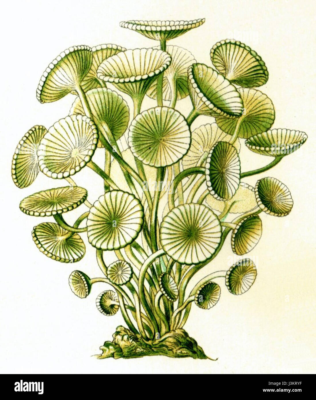 Acetabularia High Resolution Stock Photography and Images - Alamy