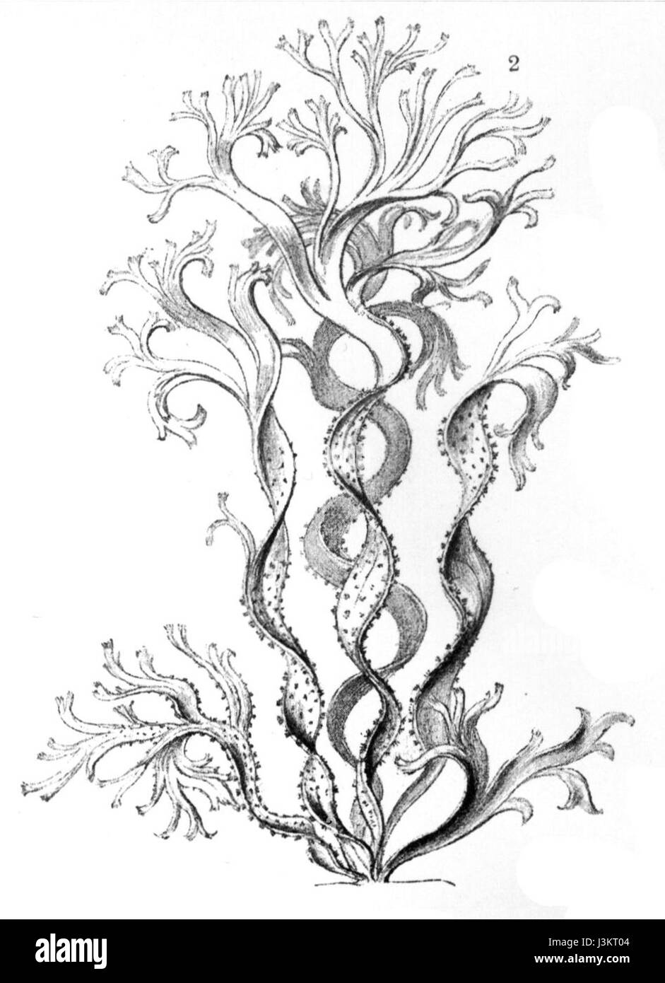 Haeckel's 'Cutleria multifida' is a detailed illustration of a marine ...