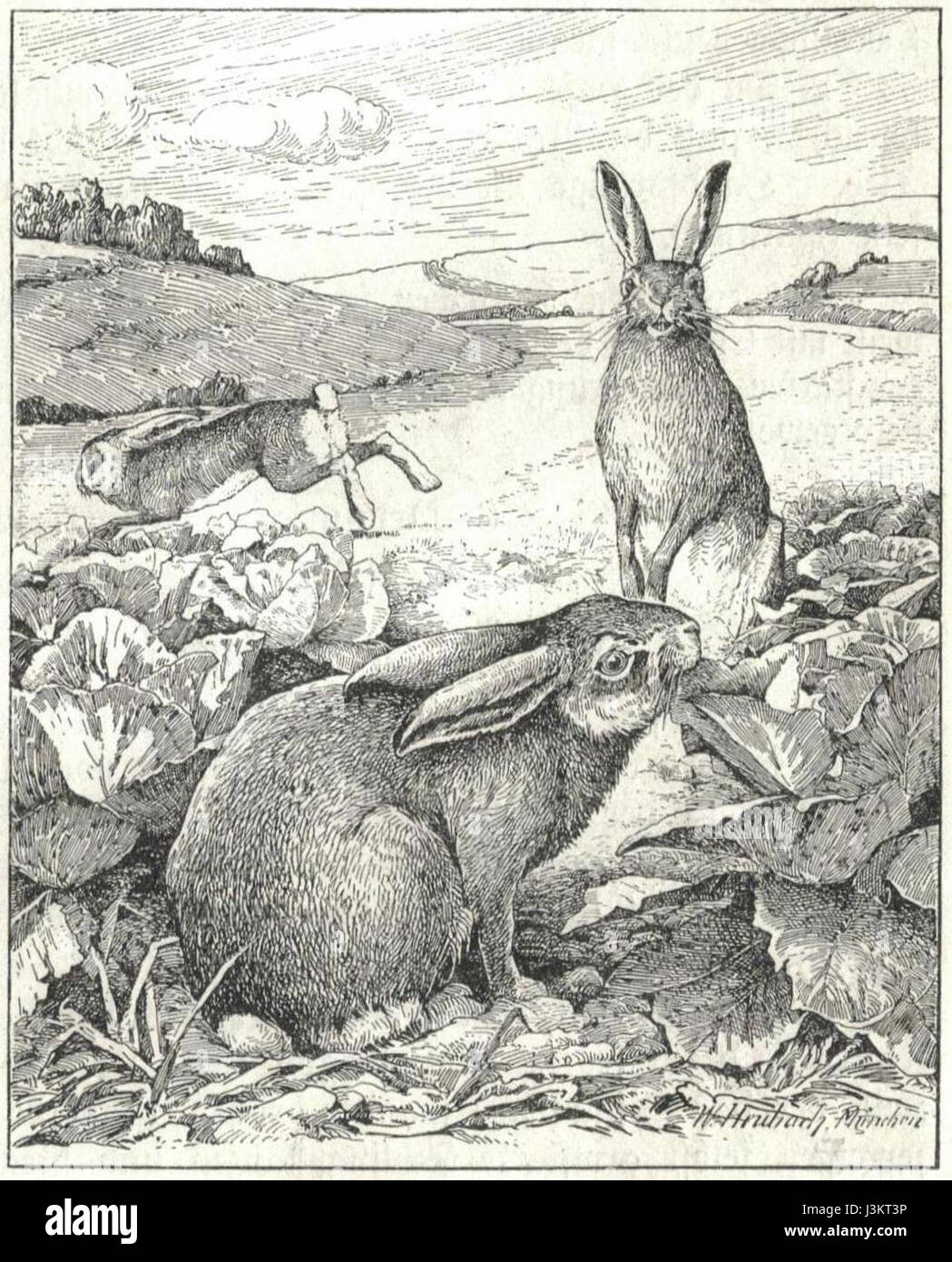 Heubach leporidae refers to a classification or set of studies ...