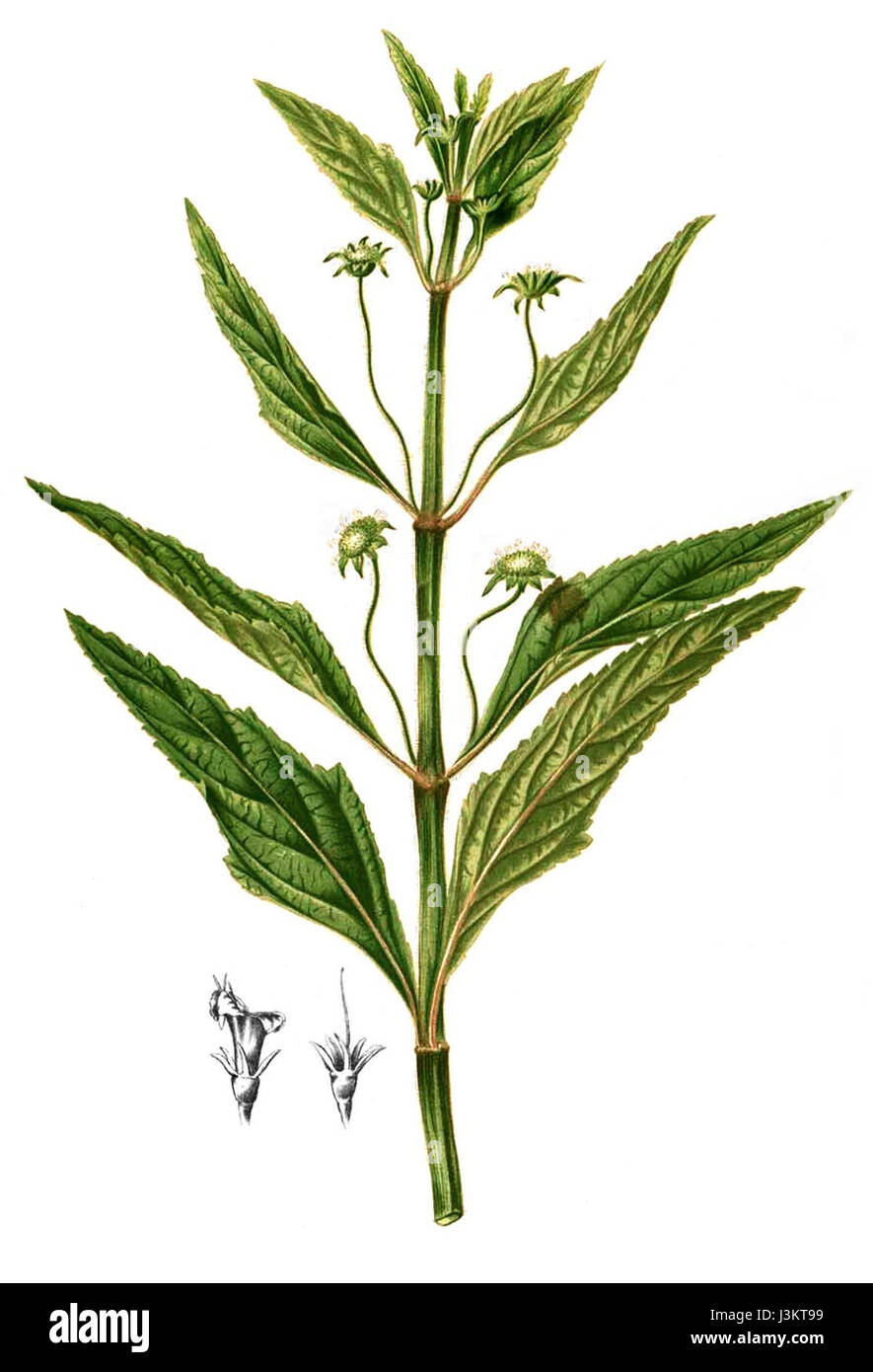 Hyptis hi-res stock photography and images - Alamy