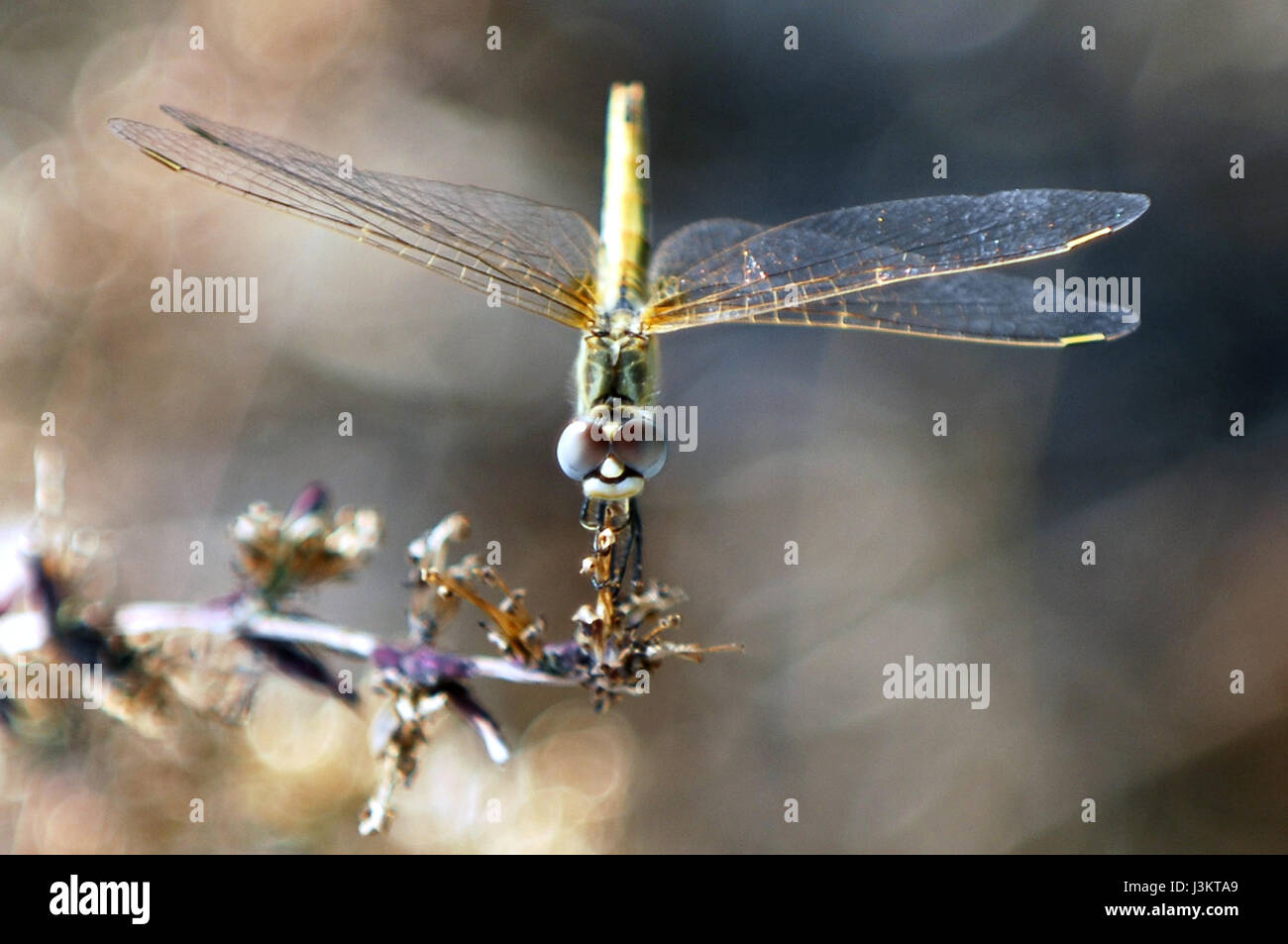 Closeup portrait of a beautiful colorful dragonfly Stock Photo - Alamy