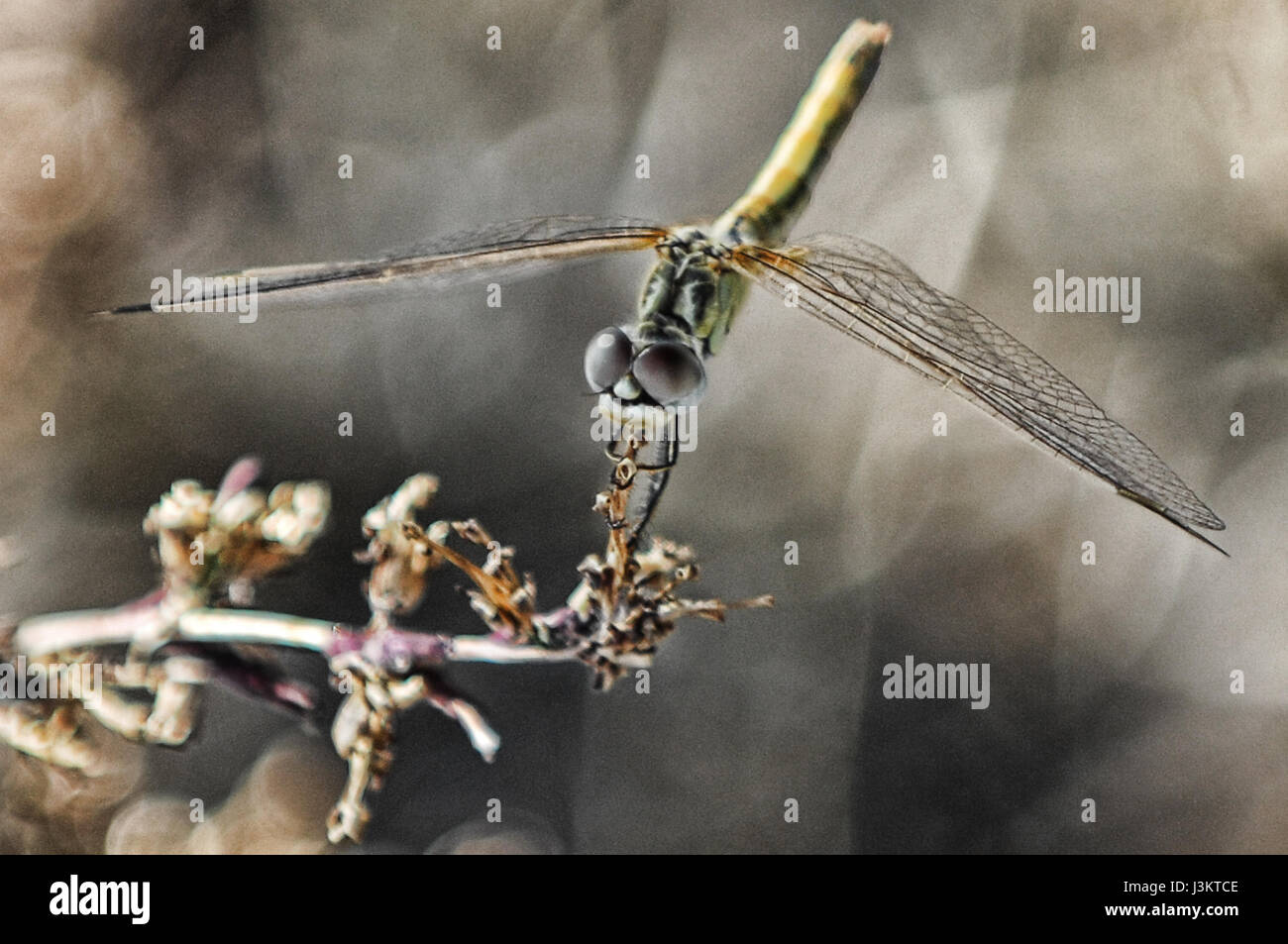 Closeup portrait of a beautiful colorful dragonfly Stock Photo - Alamy