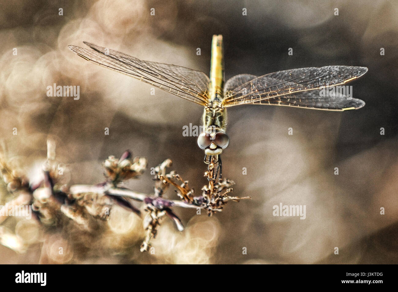 Closeup portrait of a beautiful colorful dragonfly Stock Photo - Alamy