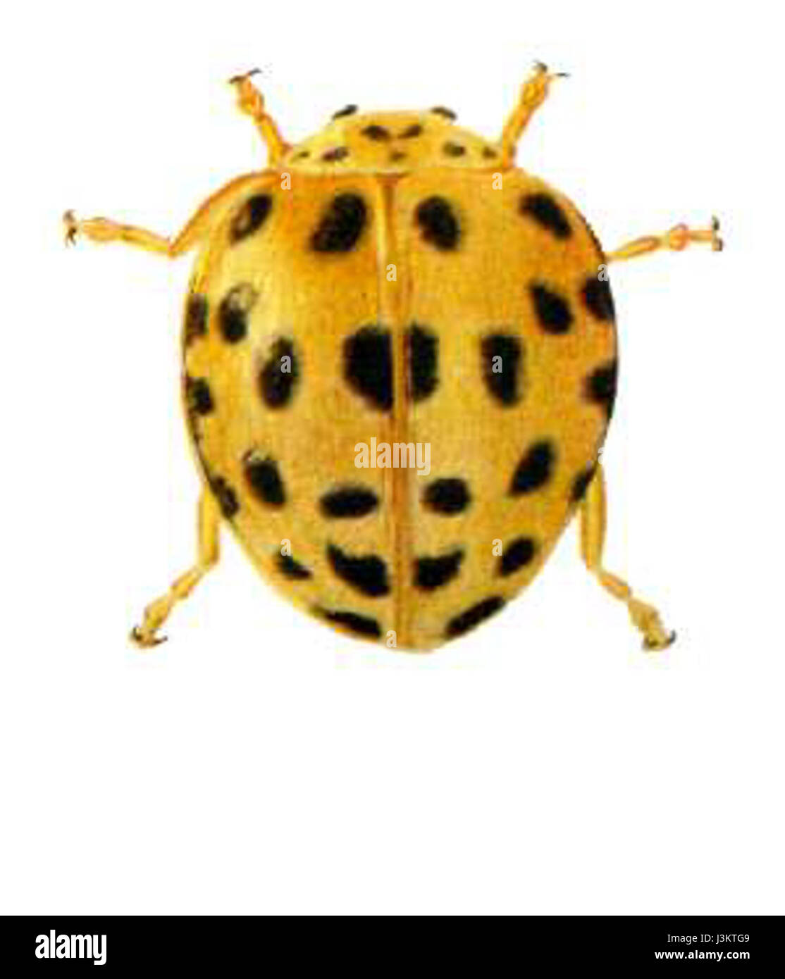 In the family solanaceae hi-res stock photography and images - Alamy