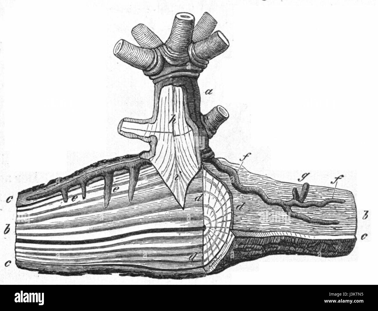 Plant and host Black and White Stock Photos & Images - Alamy