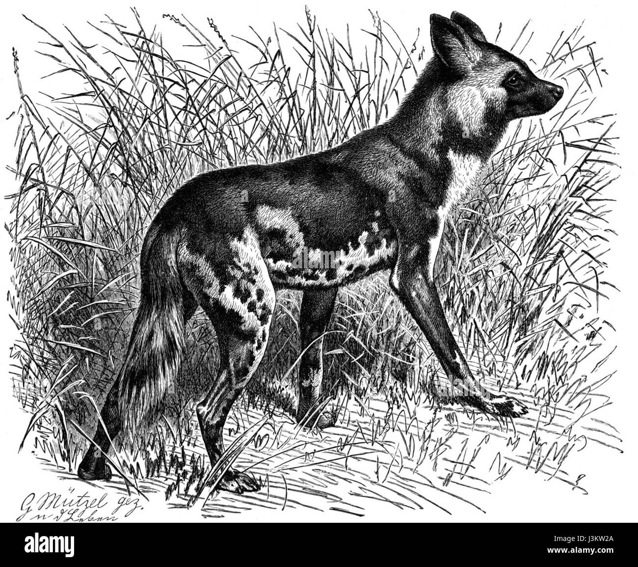 The 'Hyaenenhund' drawing depicts a hyena-like dog, possibly a hybrid ...