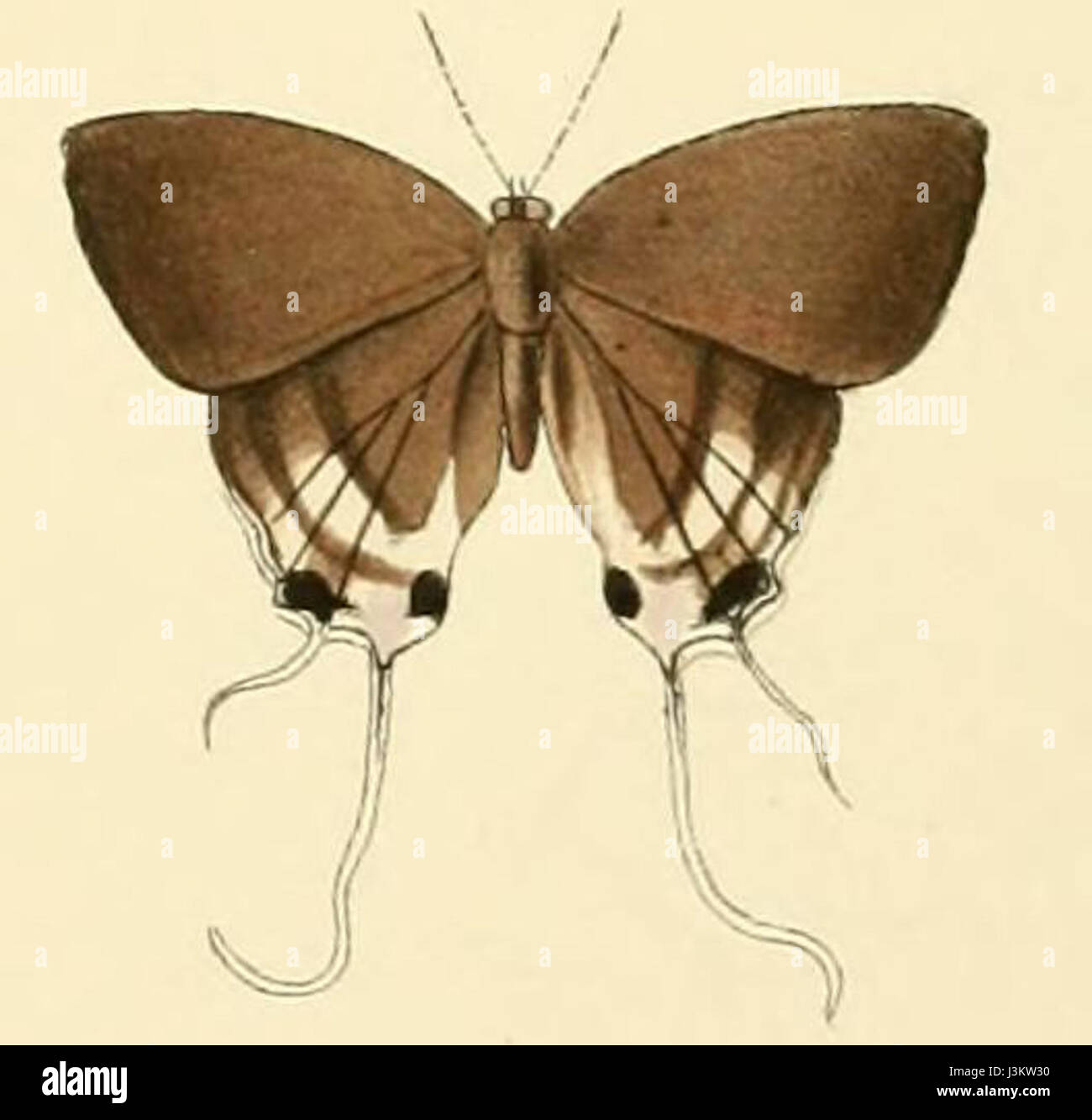 Hypolycaena hi-res stock photography and images - Alamy