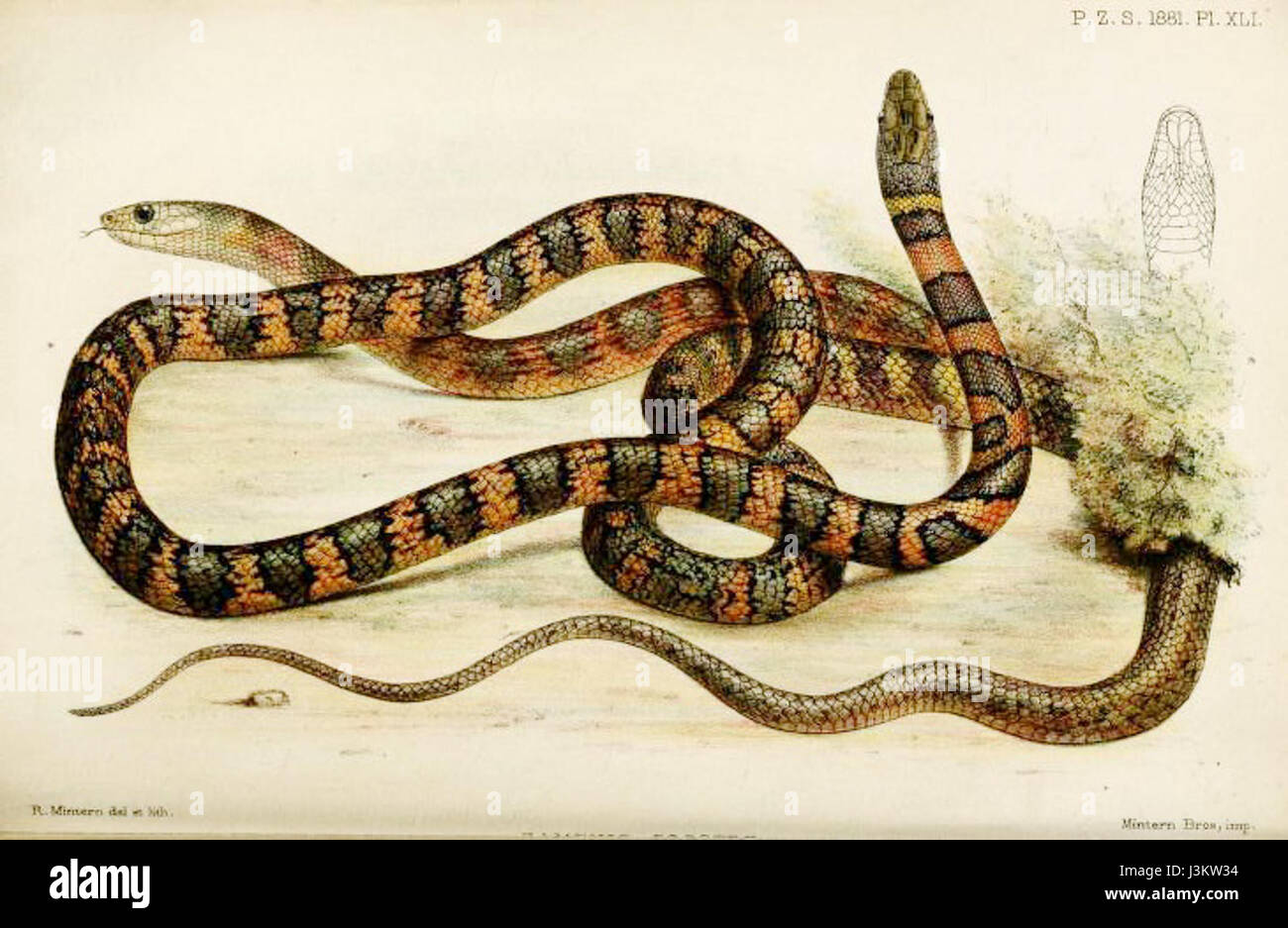 Hemerophis socotrae is a species of snake native to the island of ...