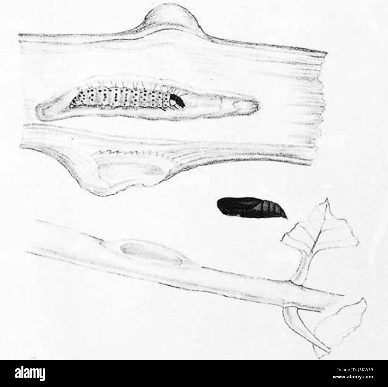 Hypsipyla robusta larva pupa and damage Stock Photo - Alamy