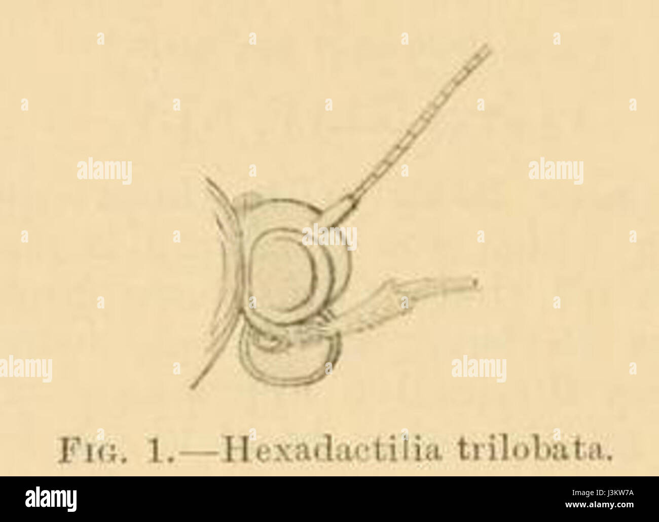 Hexadactilia trilobata head Stock Photo - Alamy