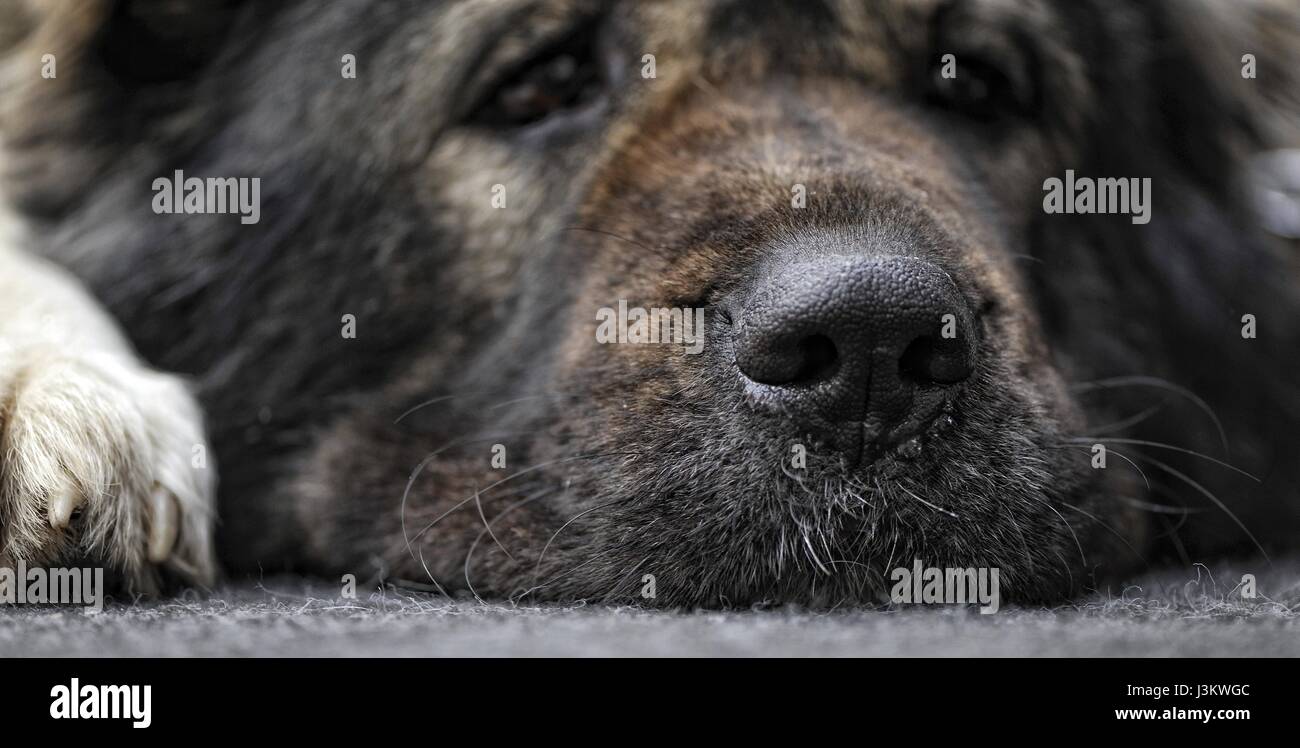 Caucasian shepherd hi-res stock photography and images - Alamy