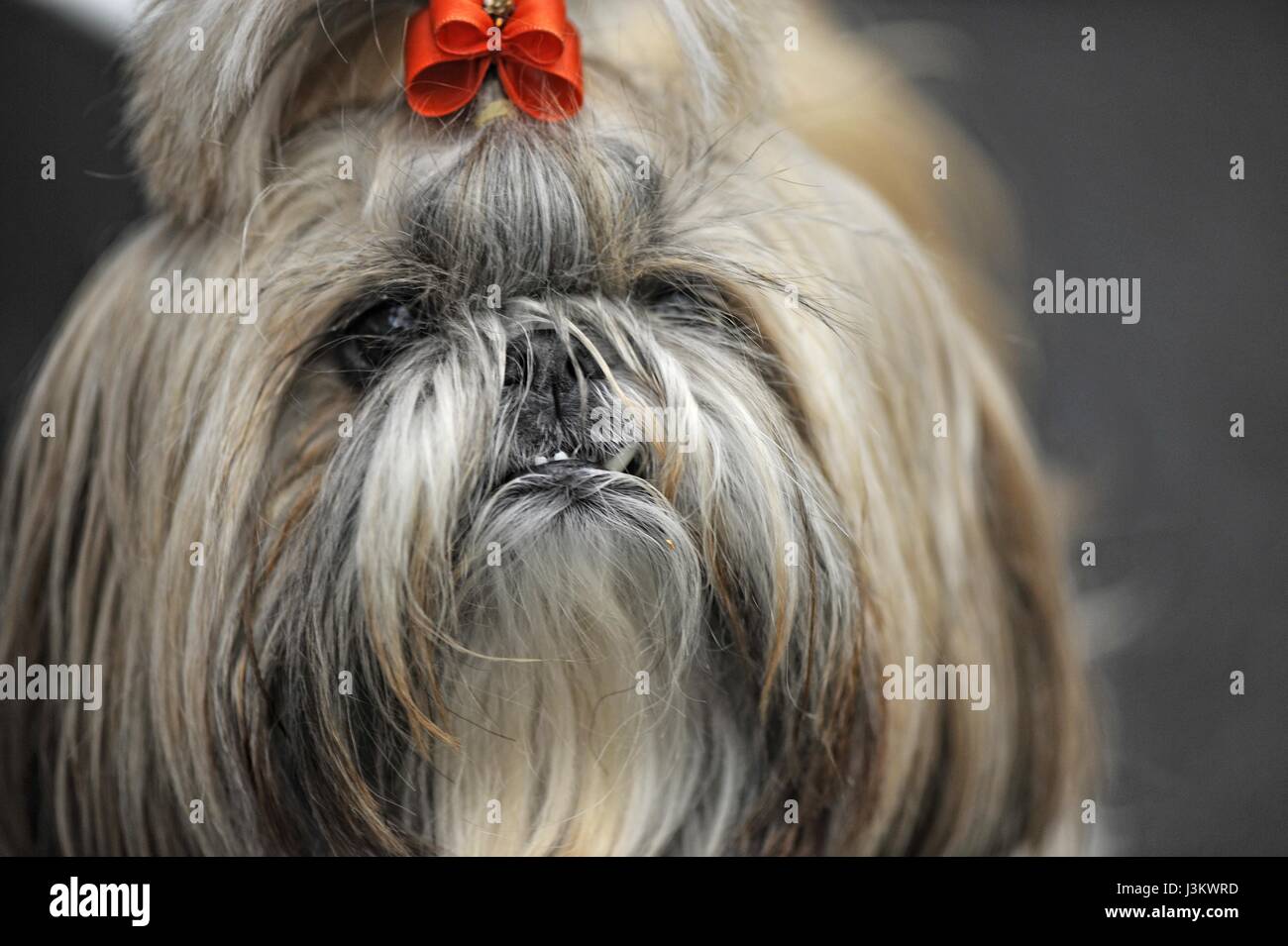 Dog hairstyle competition hi-res stock photography and images - Alamy