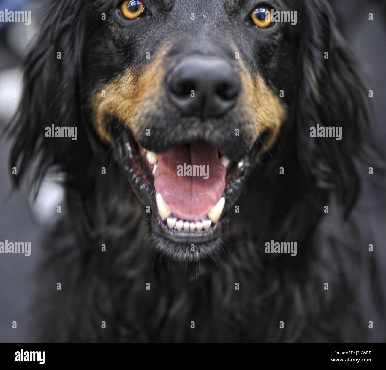 Sharpay Dog High Resolution Stock Photography and Images - Alamy