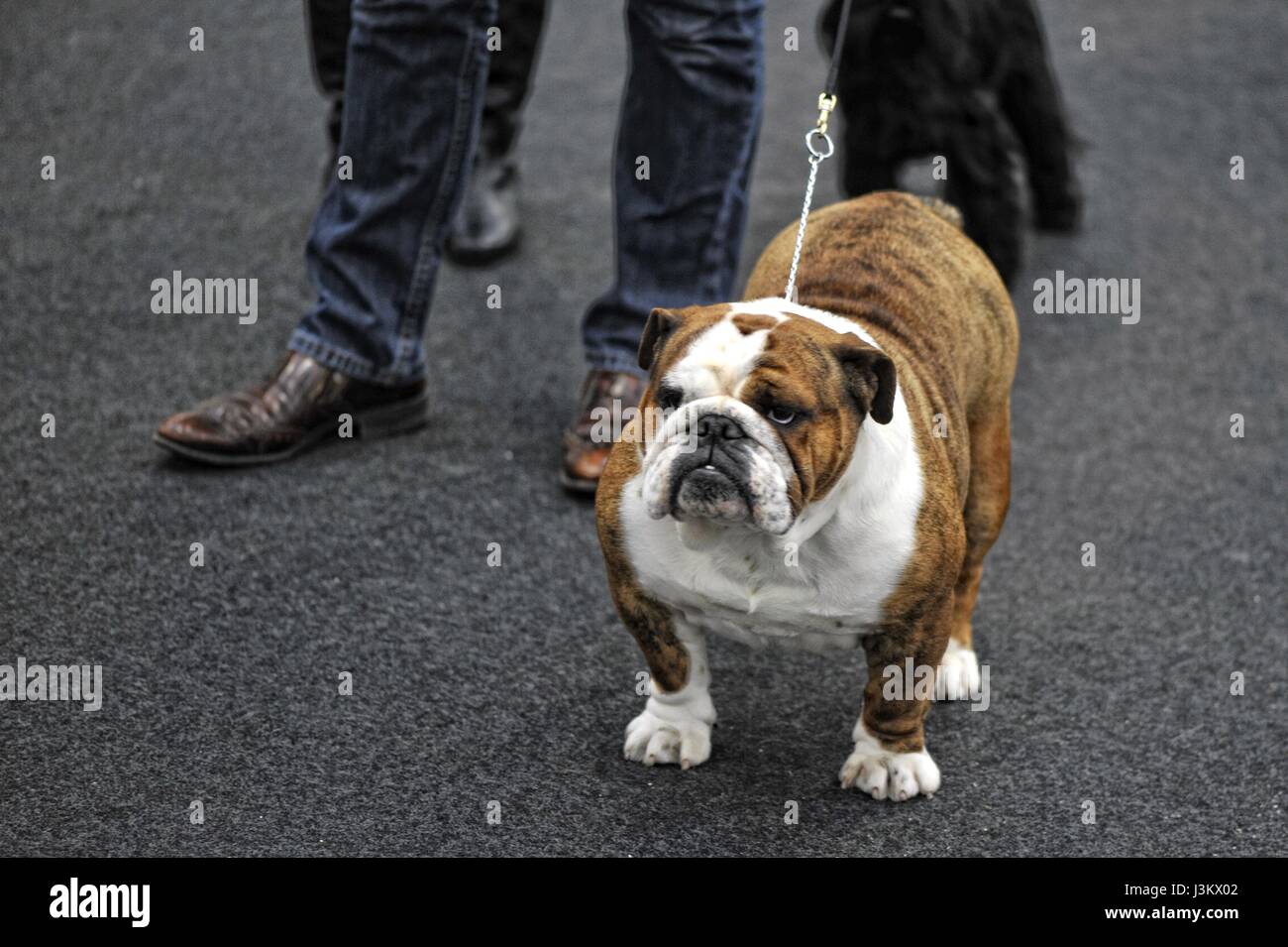 Sharpay Dog High Resolution Stock Photography and Images - Alamy