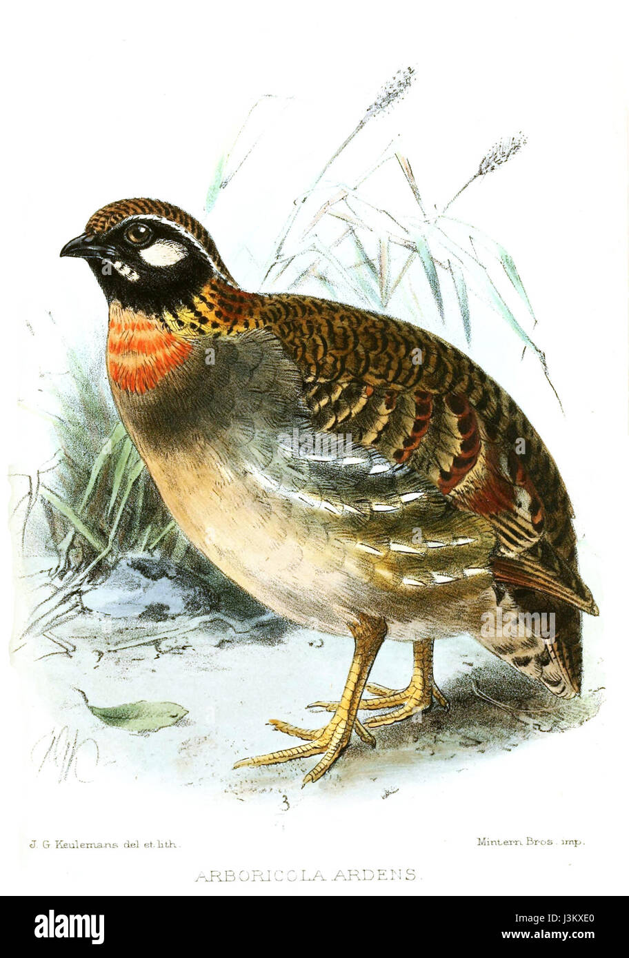 The Hainan Partridge (Arborophila ardens) is a species of bird endemic ...