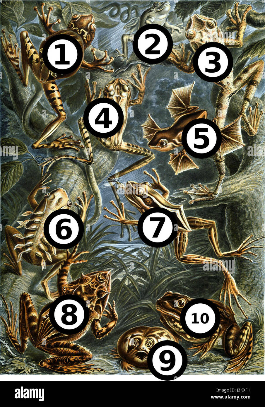 Ernst Haeckel's illustration of frogs with big spots showcases his ...