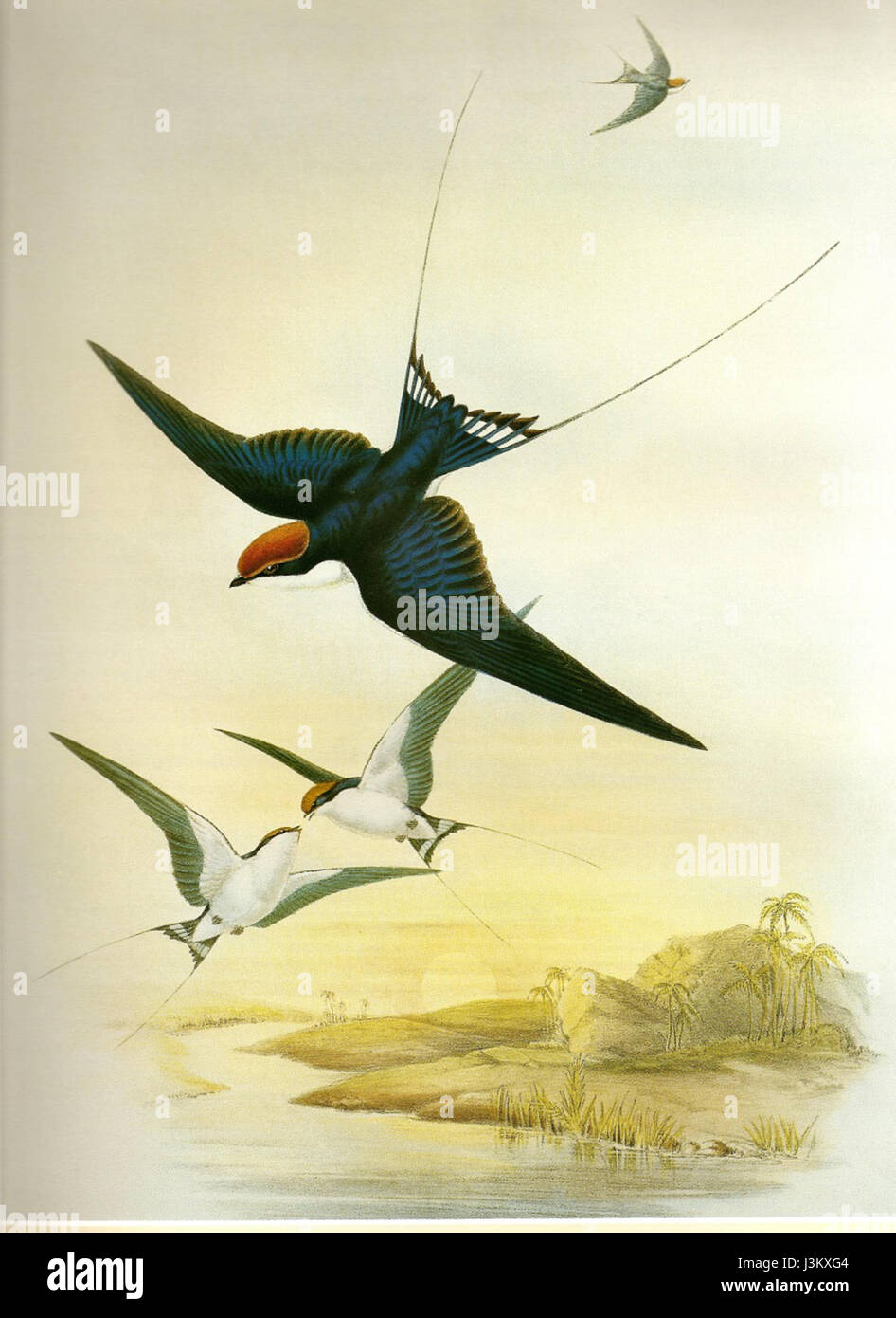 In open habitats hi-res stock photography and images - Alamy