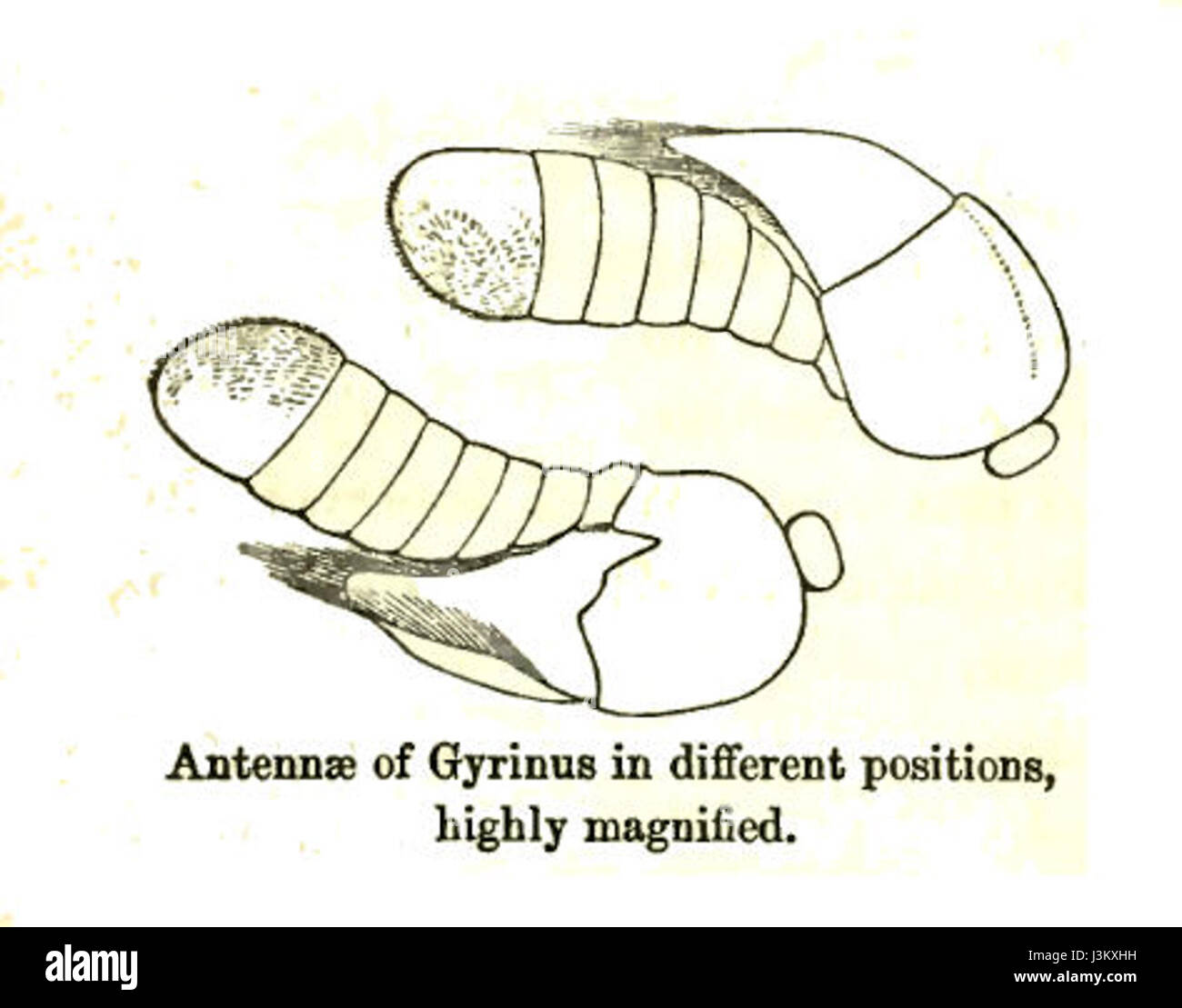 Insect gliding water hi-res stock photography and images - Alamy