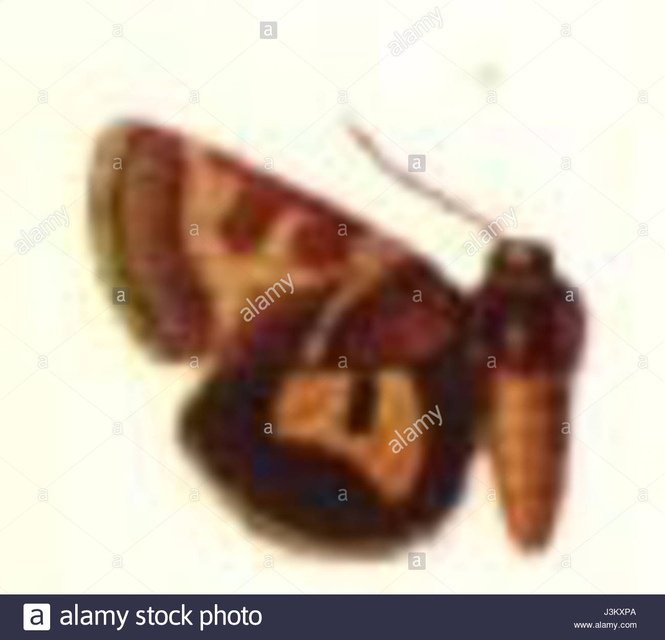 Heliothis Stock Photos & Heliothis Stock Images - Alamy