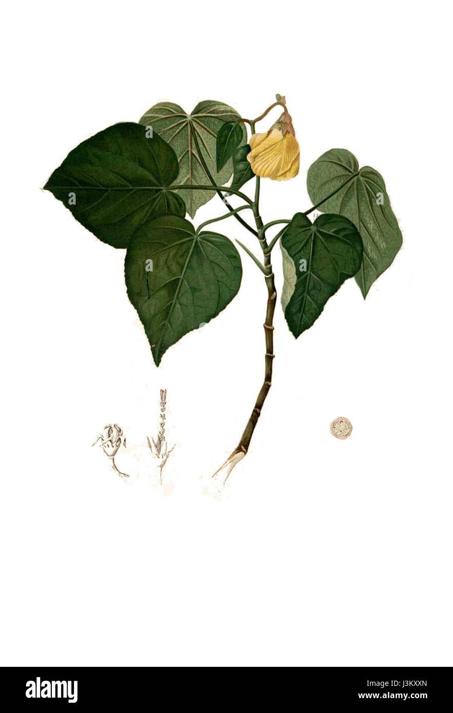 Hibiscus tiliaceus Blanco clean Stock Photo - Alamy