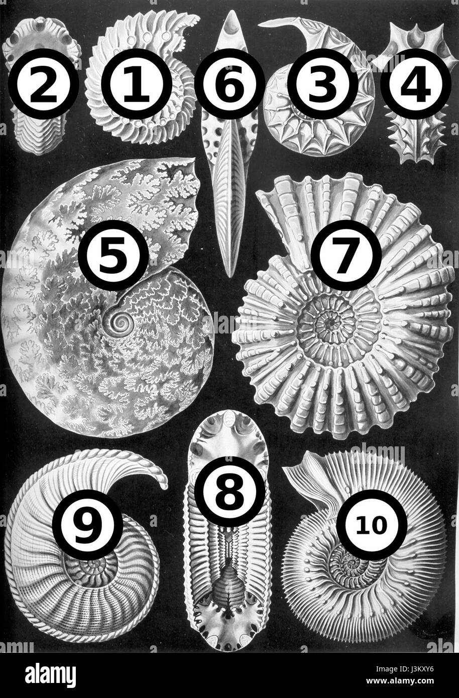 This image illustrates ammonites (Ammonitida) by Ernst Haeckel ...