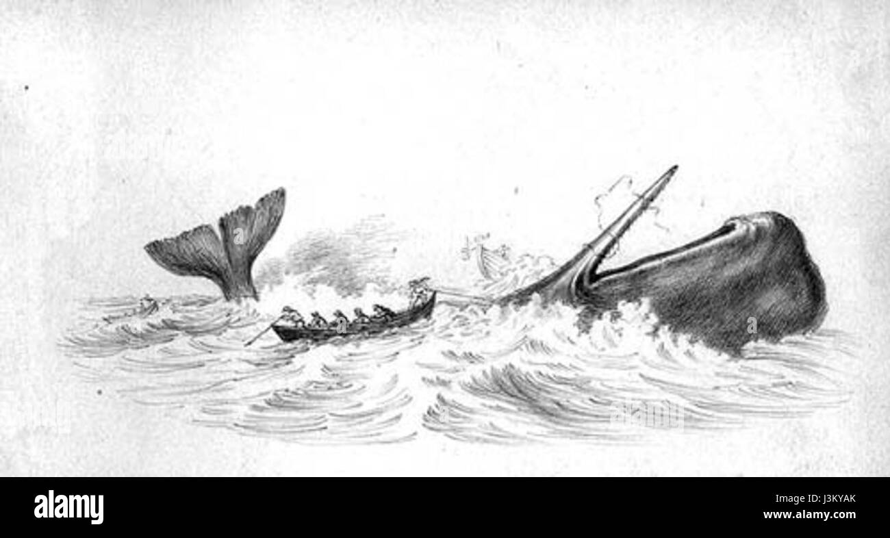 Hunting of sperm whale Stock Photo - Alamy