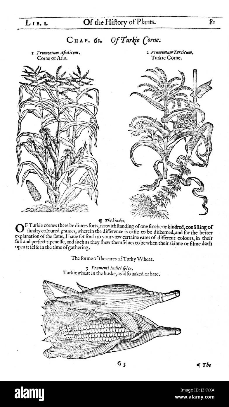 Botanical work from early Cut Out Stock Images & Pictures - Alamy