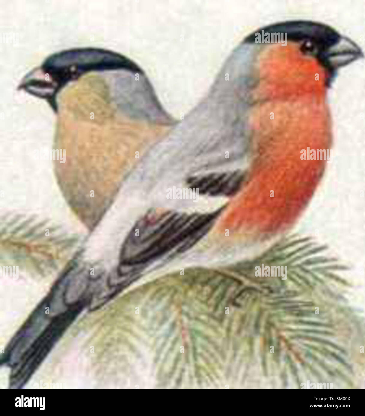 'Gil samiec i samica' is a Polish title, which translates to 'Male and ...