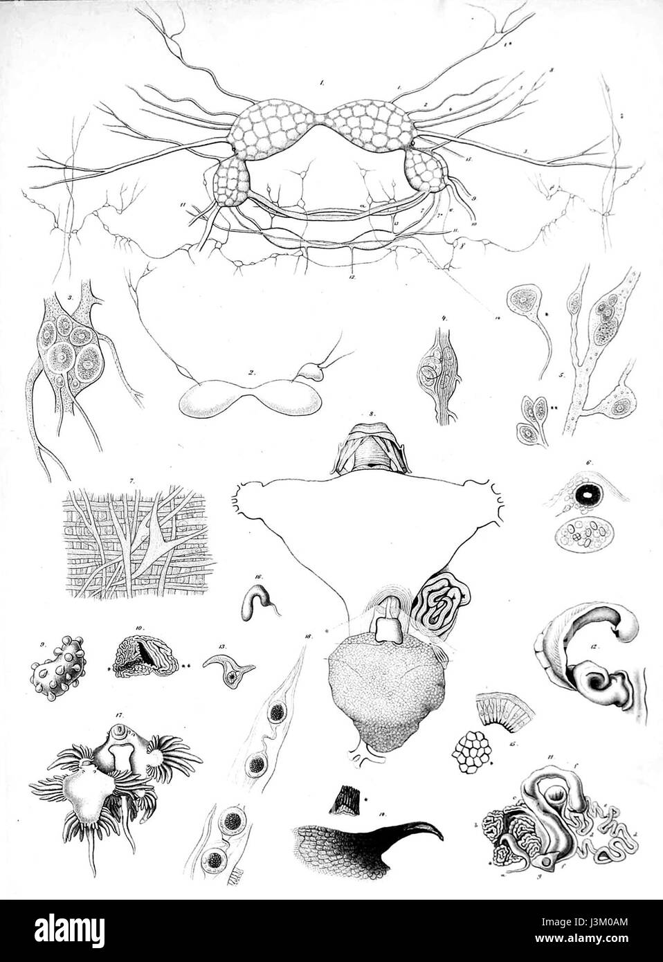 Slug anatomy Black and White Stock Photos & Images - Alamy