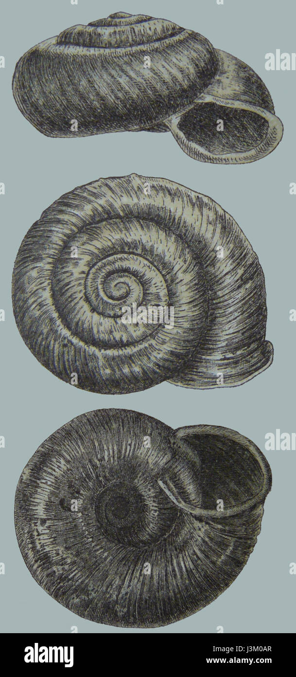 The 1927 document by Geyer features Vallonia tenuilabris, a species of ...