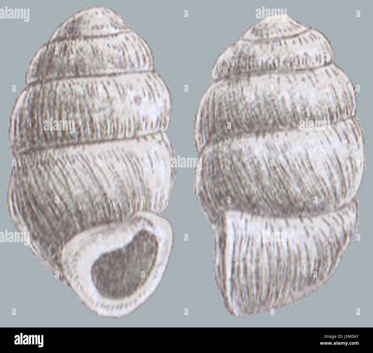 Geyer 1927 Vertigo genesii Stock Photo - Alamy