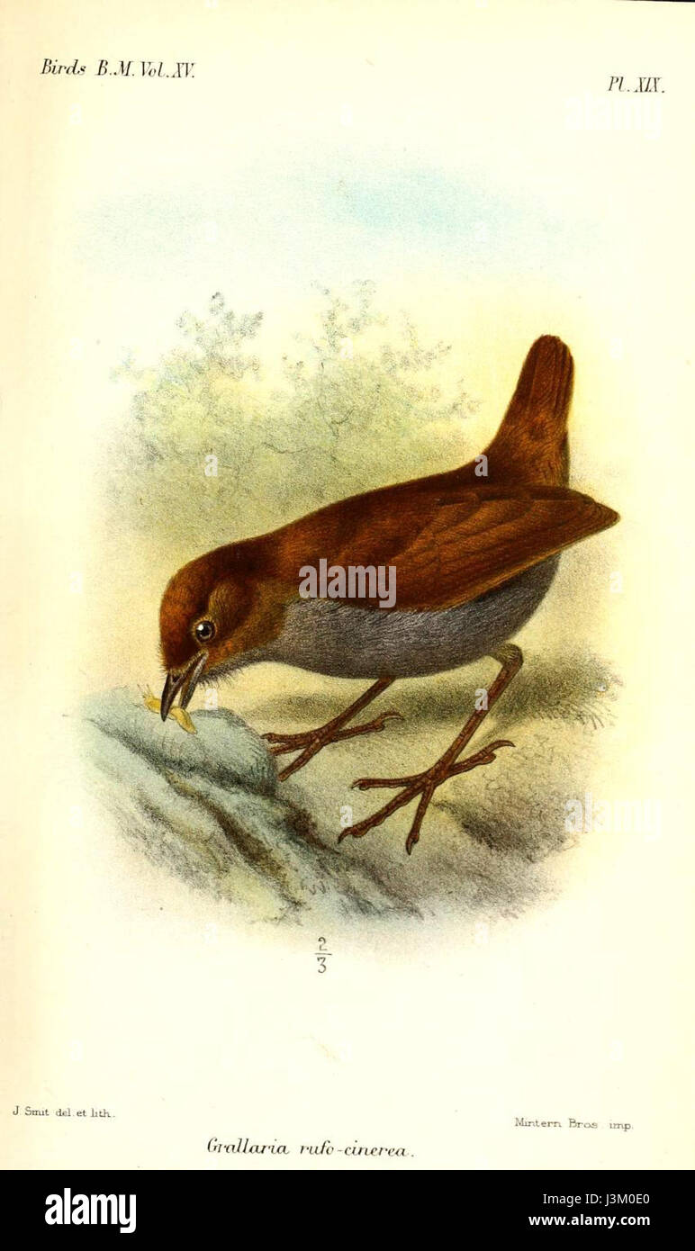 Grallaria rufocinerea, also known as the Chestnut-capped Brushfinch, is ...