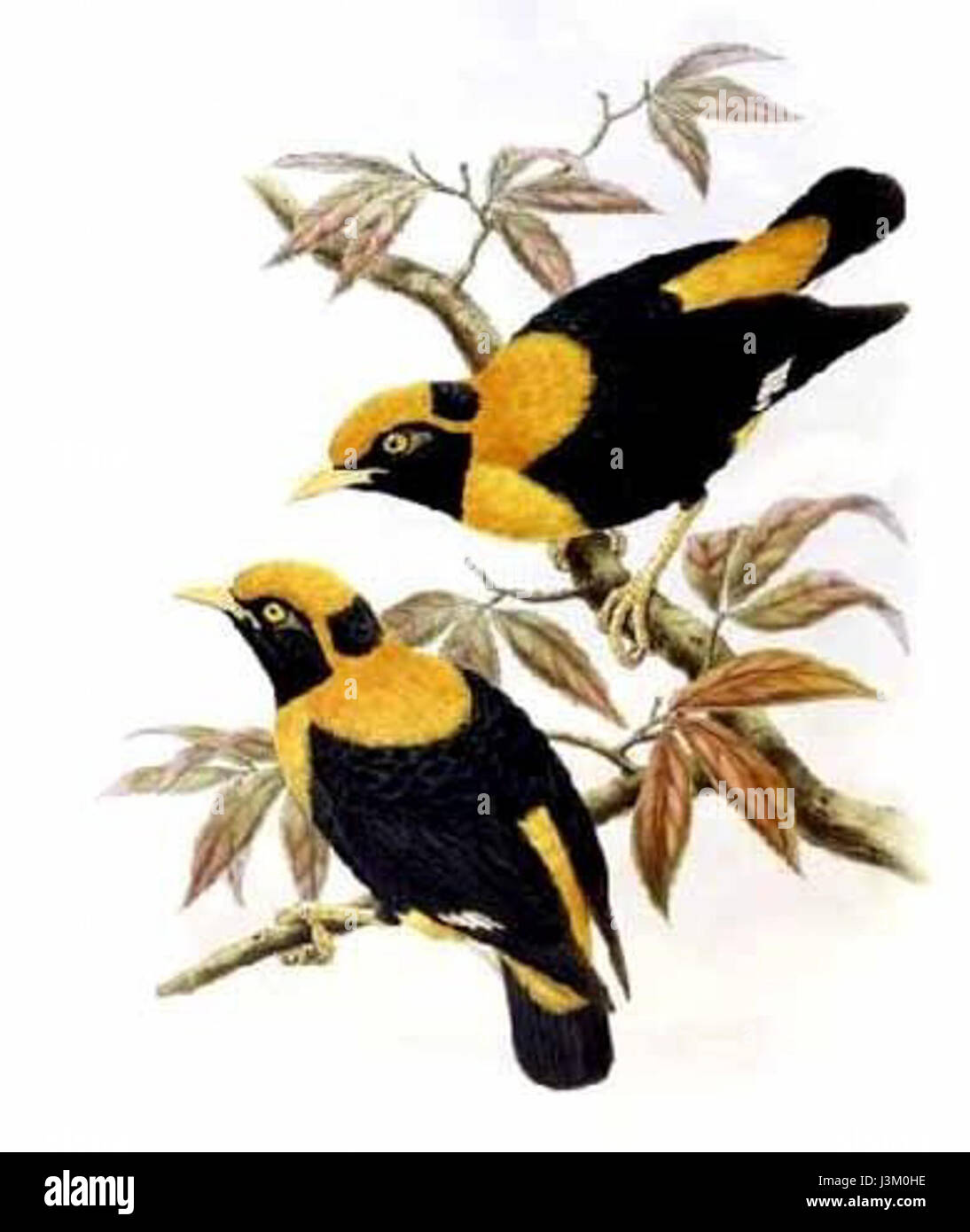 Golden Myna 1 Stock Photo - Alamy