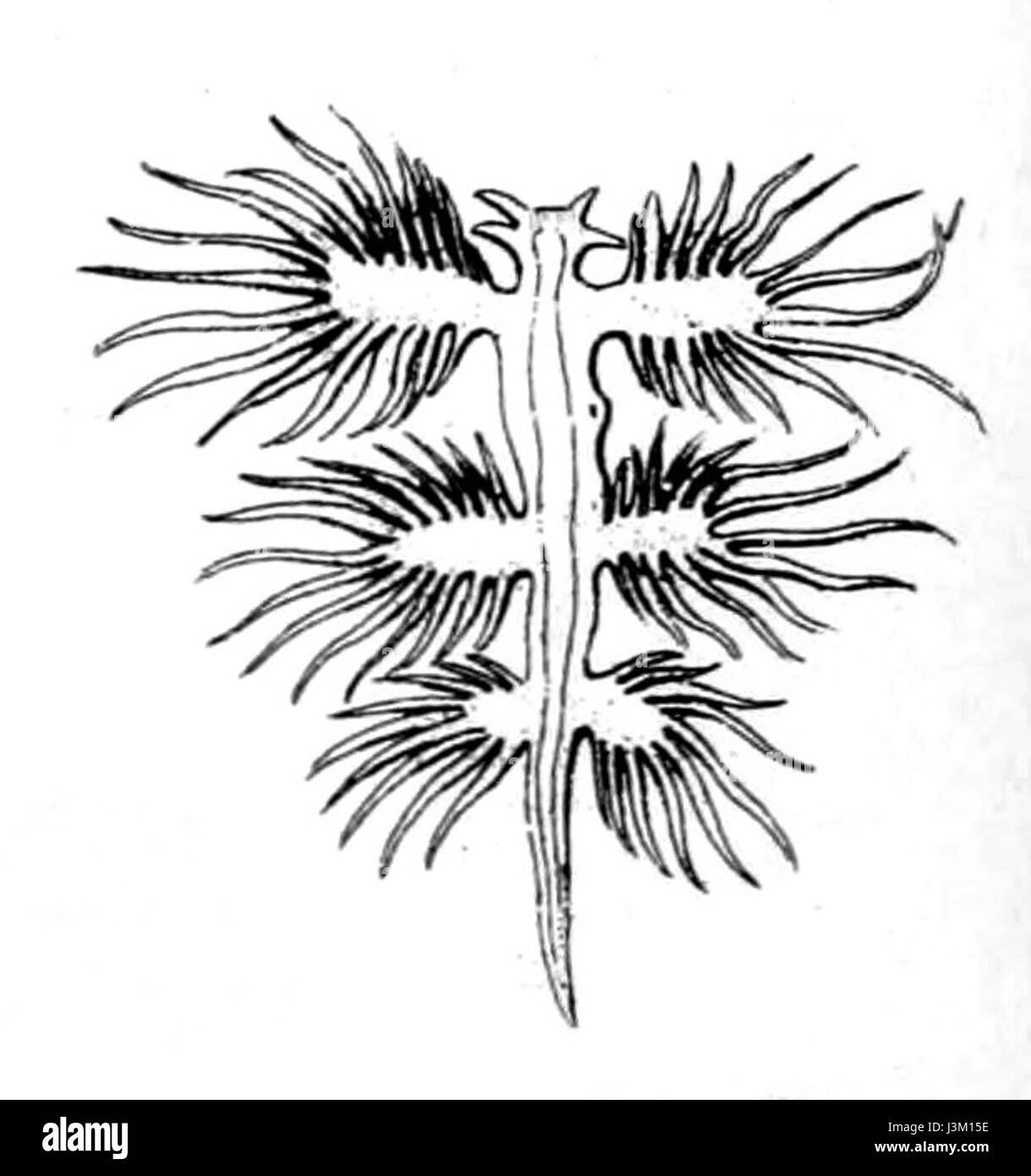 Marine organisms morphology Black and White Stock Photos & Images - Alamy