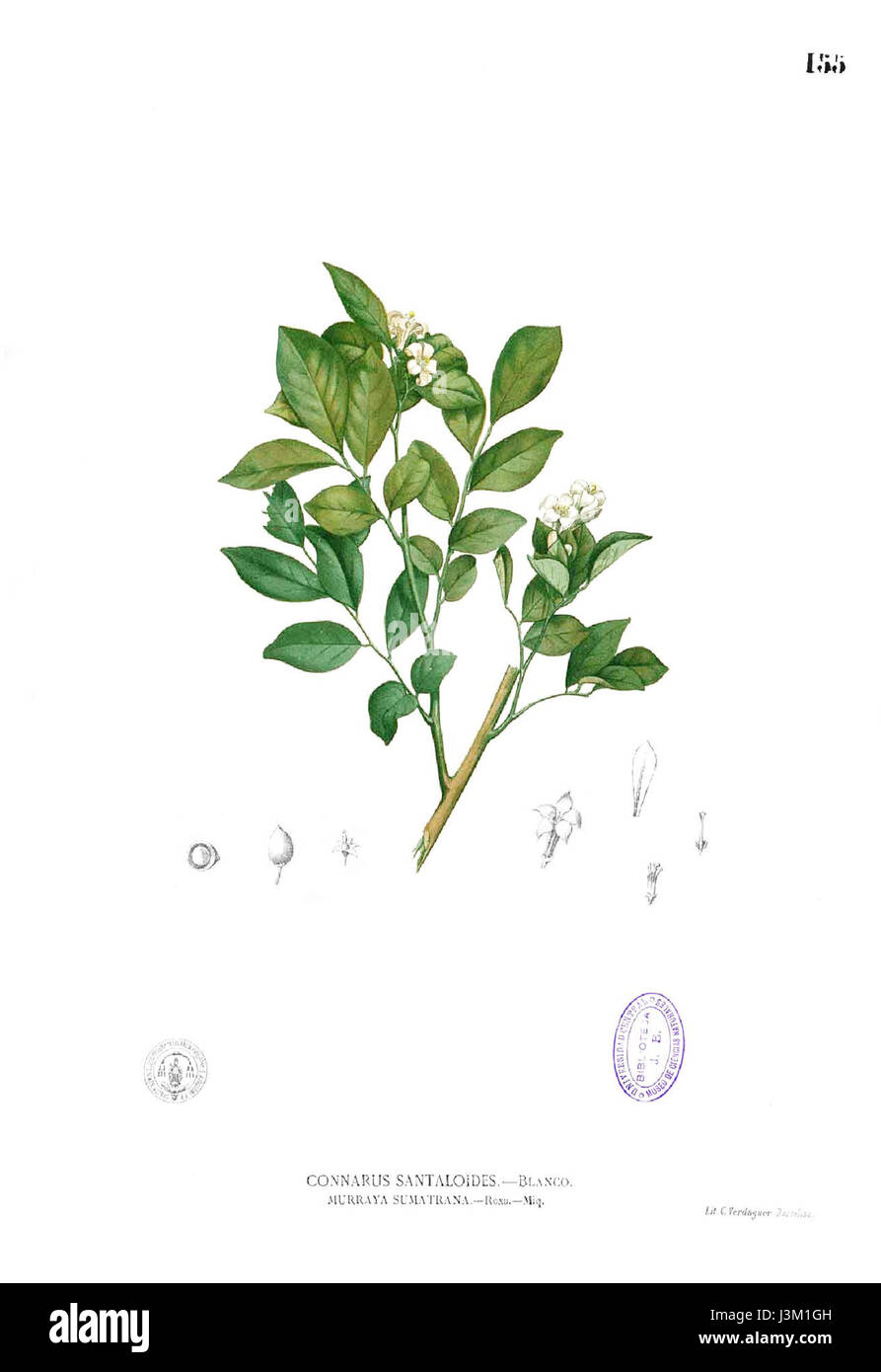 Glycosmis pentaphylla, commonly known as the 'Indian orange,' is a ...