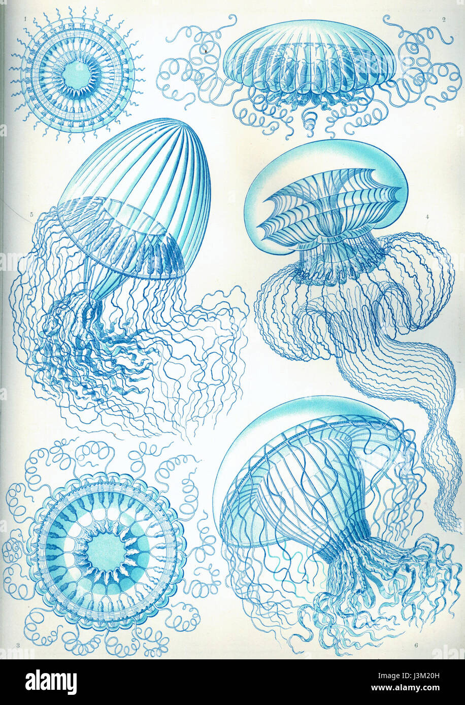 Leptomedusae are a group of colonial cnidarians, commonly known for ...