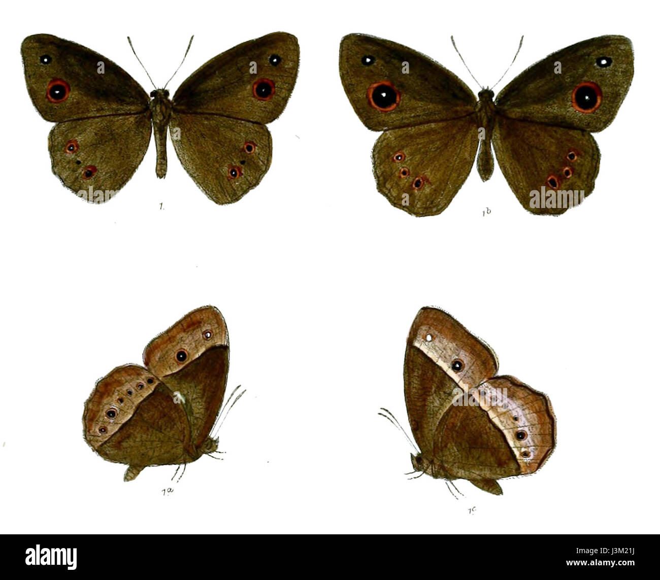 Plant named Cut Out Stock Images & Pictures - Alamy