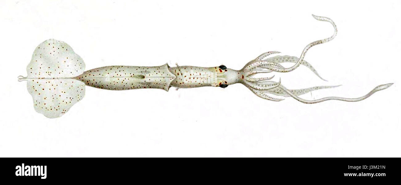 Long armed squid hi-res stock photography and images - Alamy