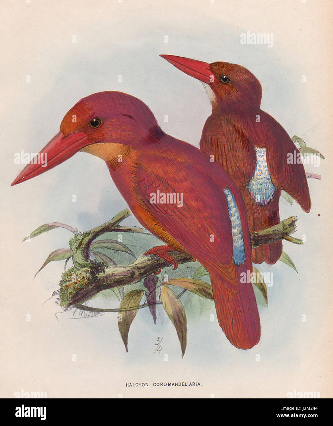 Halcyon Coromanda refers to a species of kingfisher known for its ...