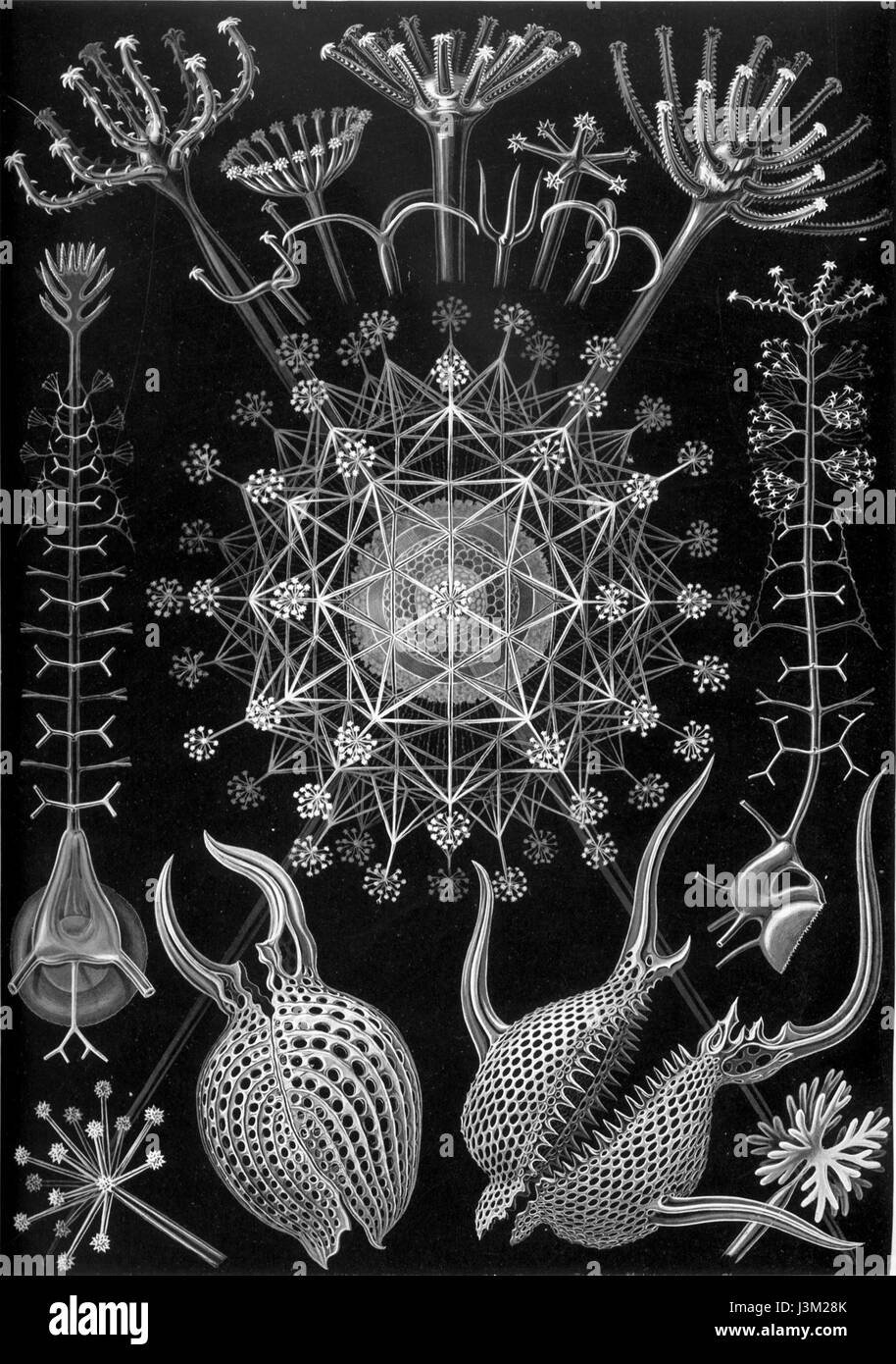 Haeckel's *Phaeodaria 61* is an illustration depicting various species ...