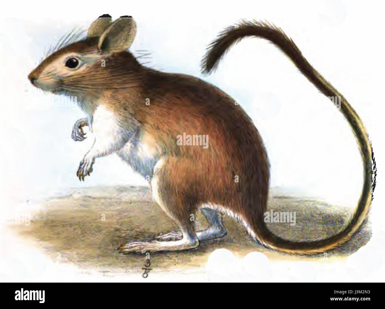 Gerbillus persicus is a species of rodent native to parts of the Middle ...
