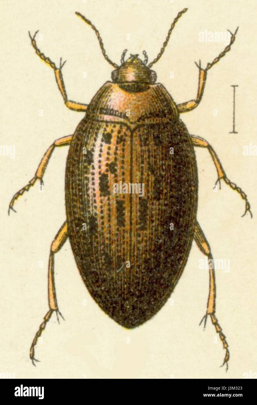 Haliplus hi-res stock photography and images - Alamy