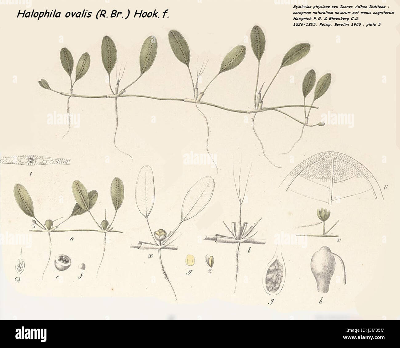 Halophila ovalis hi-res stock photography and images - Alamy