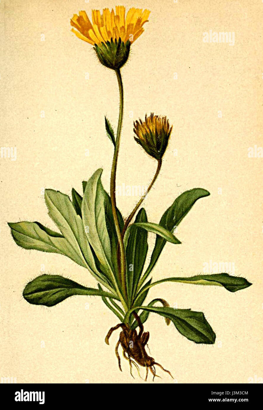 Hieracium alpinum, commonly known as alpine hawkweed, is a plant ...